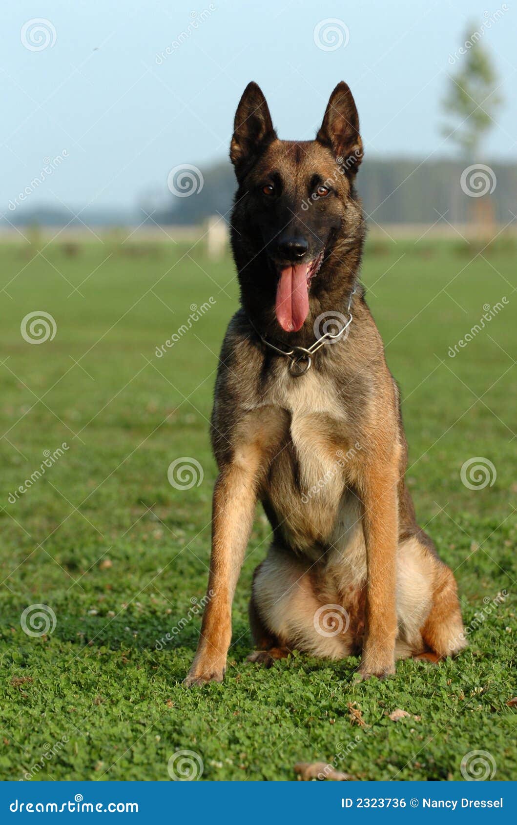 Malinois stock photo. Image of eyes, domestic, herding - 2323736