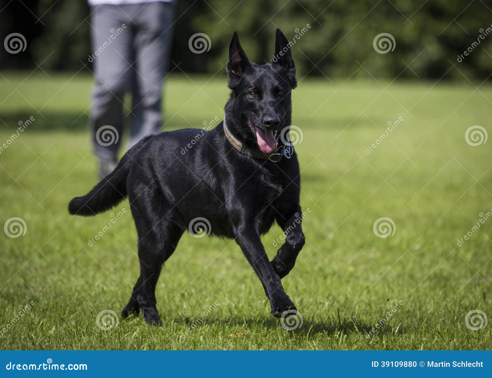 Malinois foto de archivo. Imagen de mirando, negro, adorable - 39109880