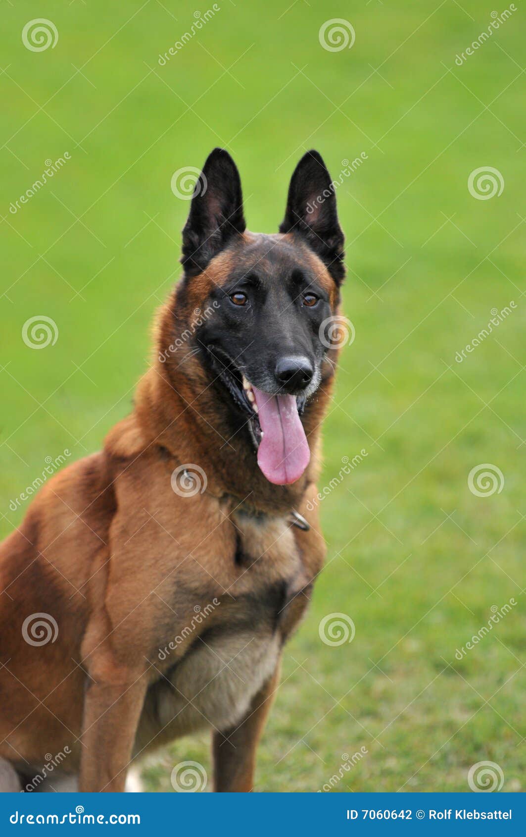 Malinois stock photo. Image of beautiful, grass, pedigree - 7060642