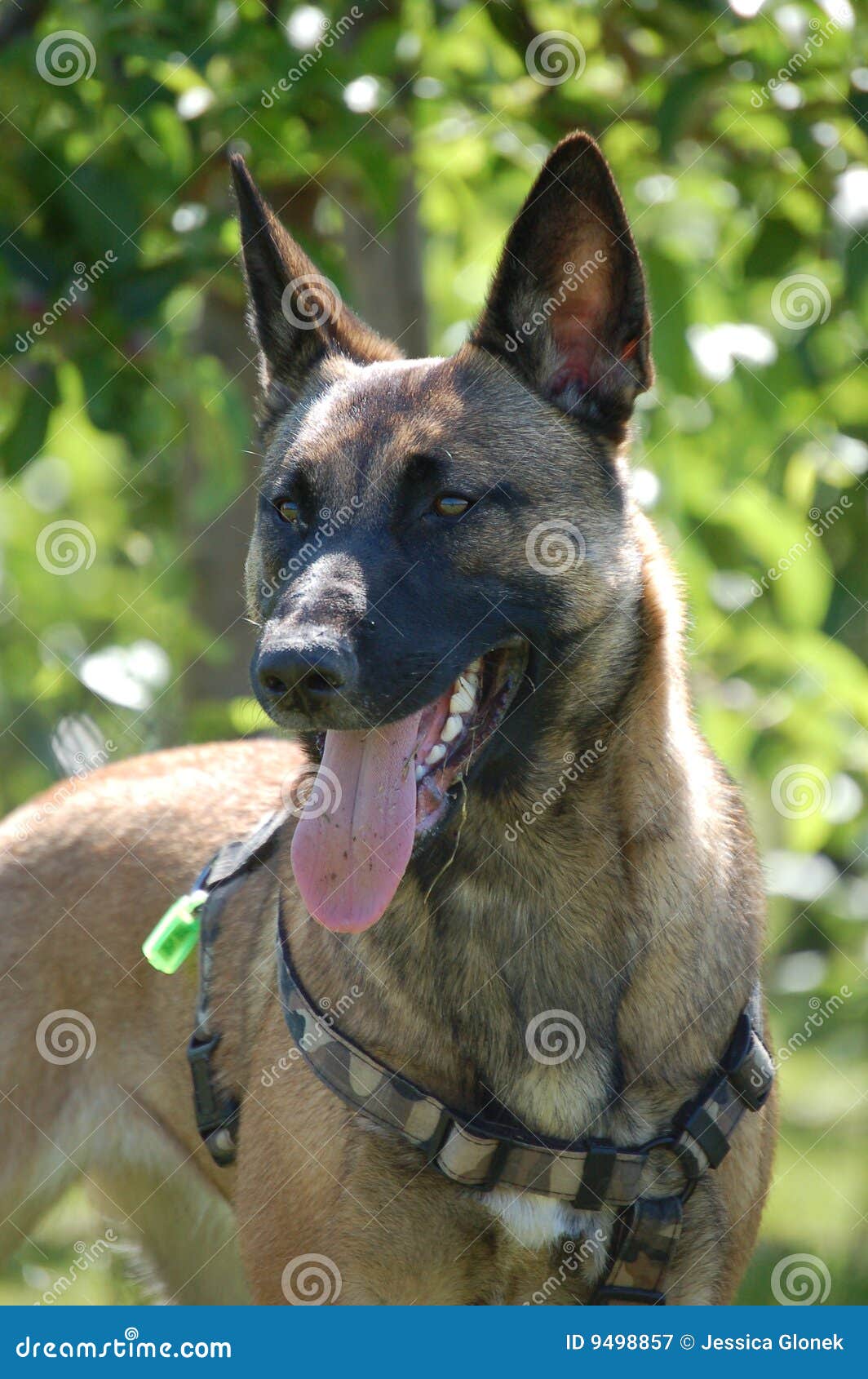 Malinois stock image. Image of police, belgian, guard - 9498857