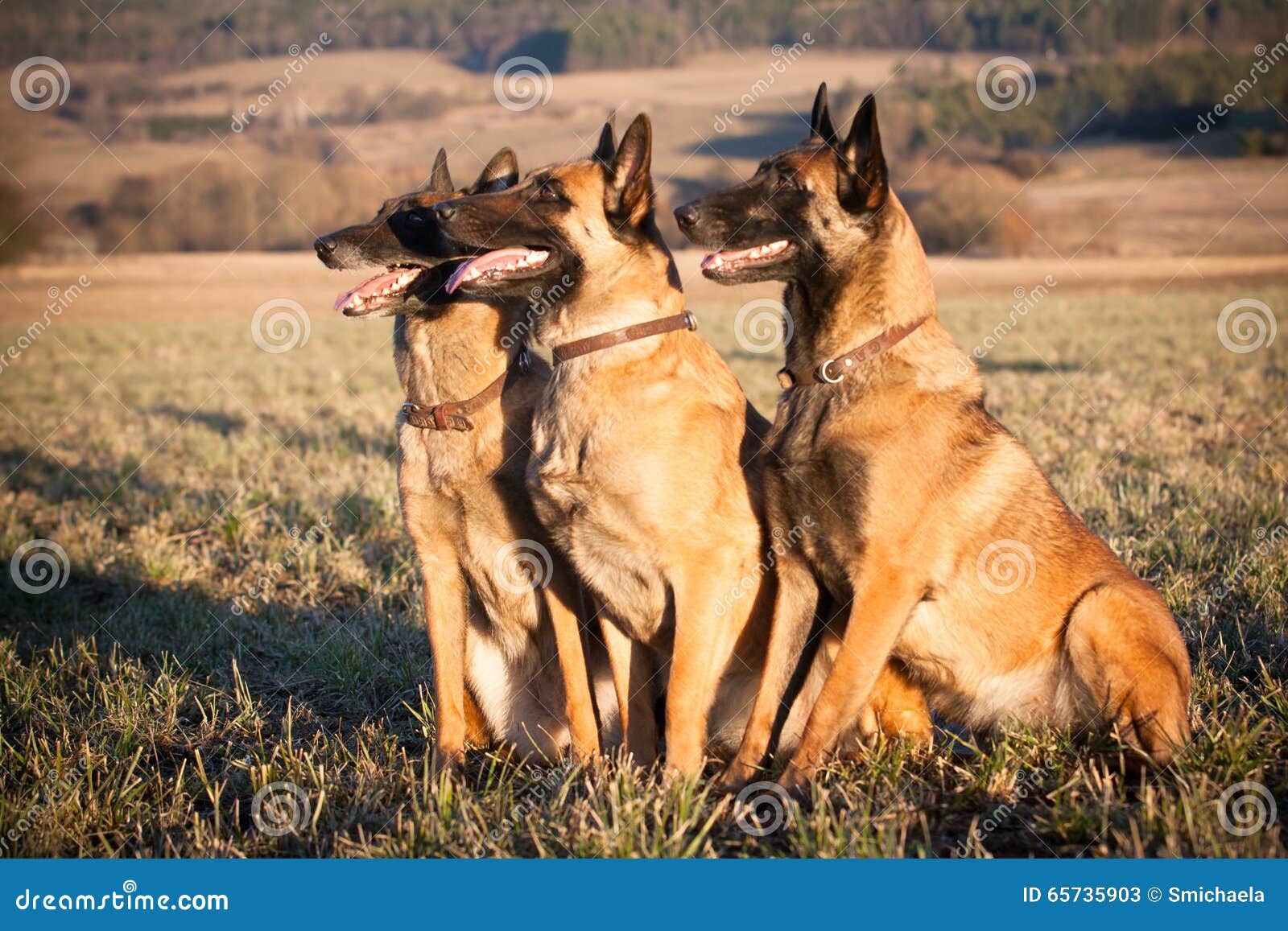 Malinois belgi del pastore immagine stock. Immagine di testa - 65735903