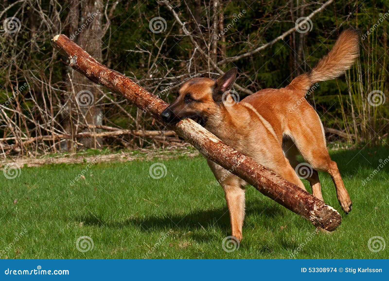 Malinois Belgian Shepherd stock photo. Image of obedience - 53308974