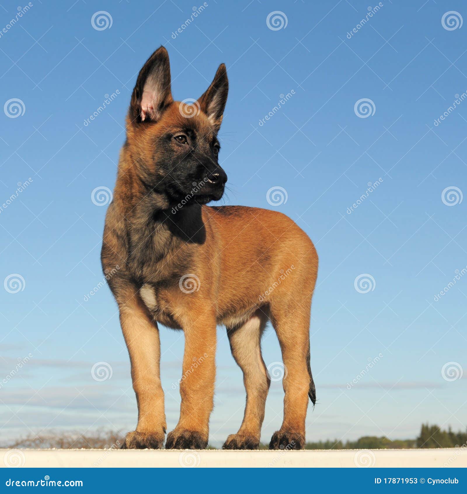 Malinois de chiot image stock. Image du crabot, regarder - 17871953