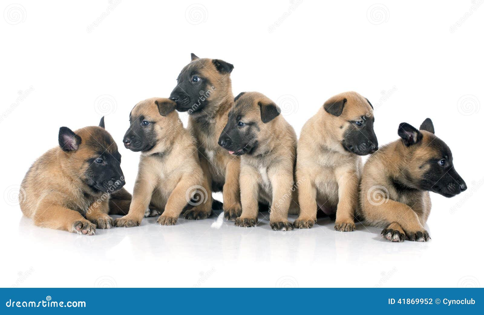 Malinois de los perritos foto de archivo. Imagen de blanco - 41869952
