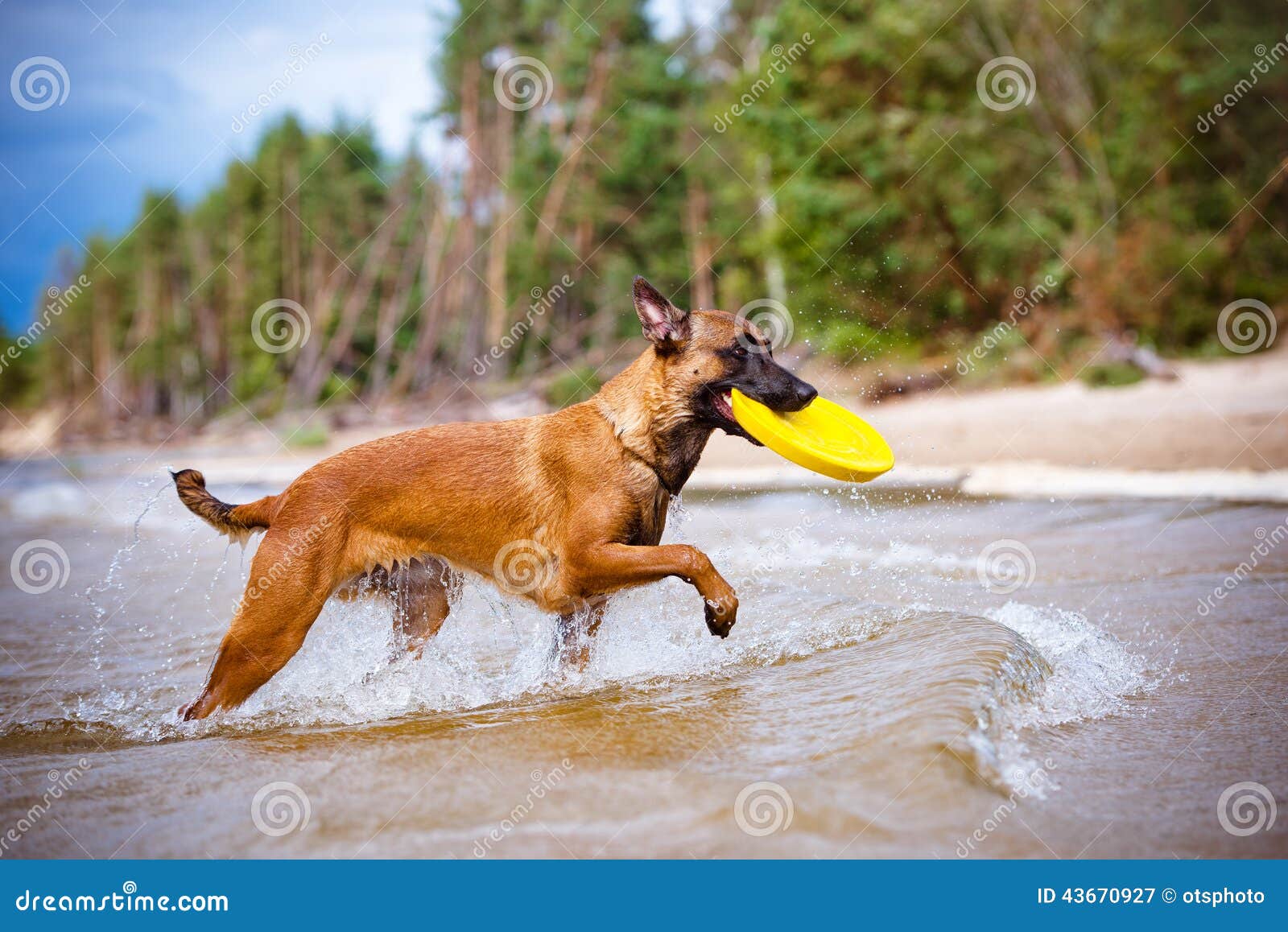 Malinois Dog Playing with Frisbee Stock Image - Image of activity ...