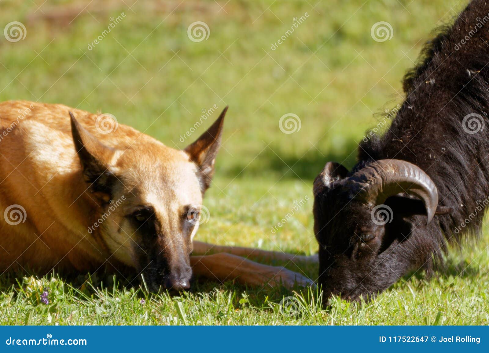 Malinois En Een Schaap Van Kameroen Stock Afbeelding - Image of portret ...
