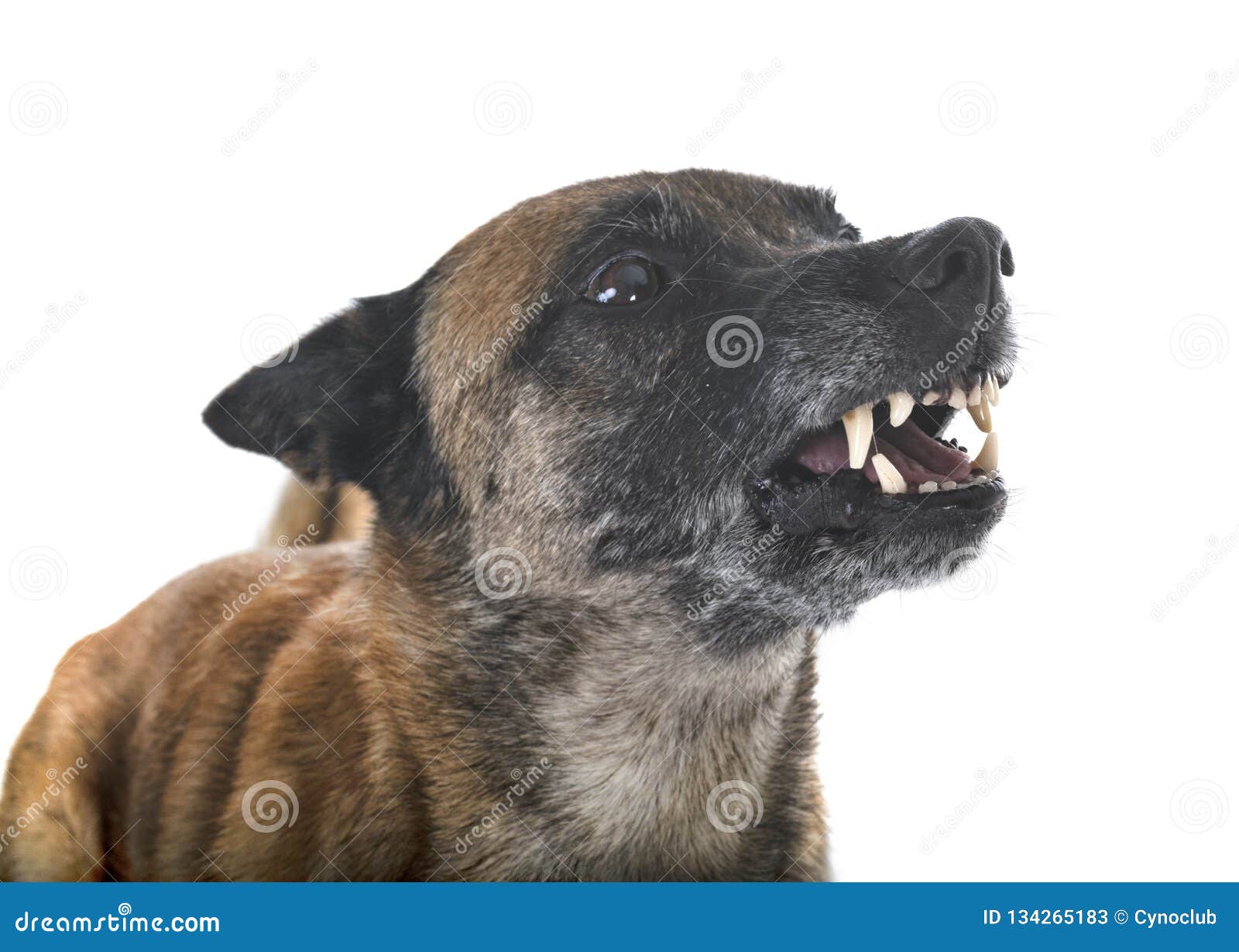 Malinois en estudio imagen de archivo. Imagen de peligro - 134265183