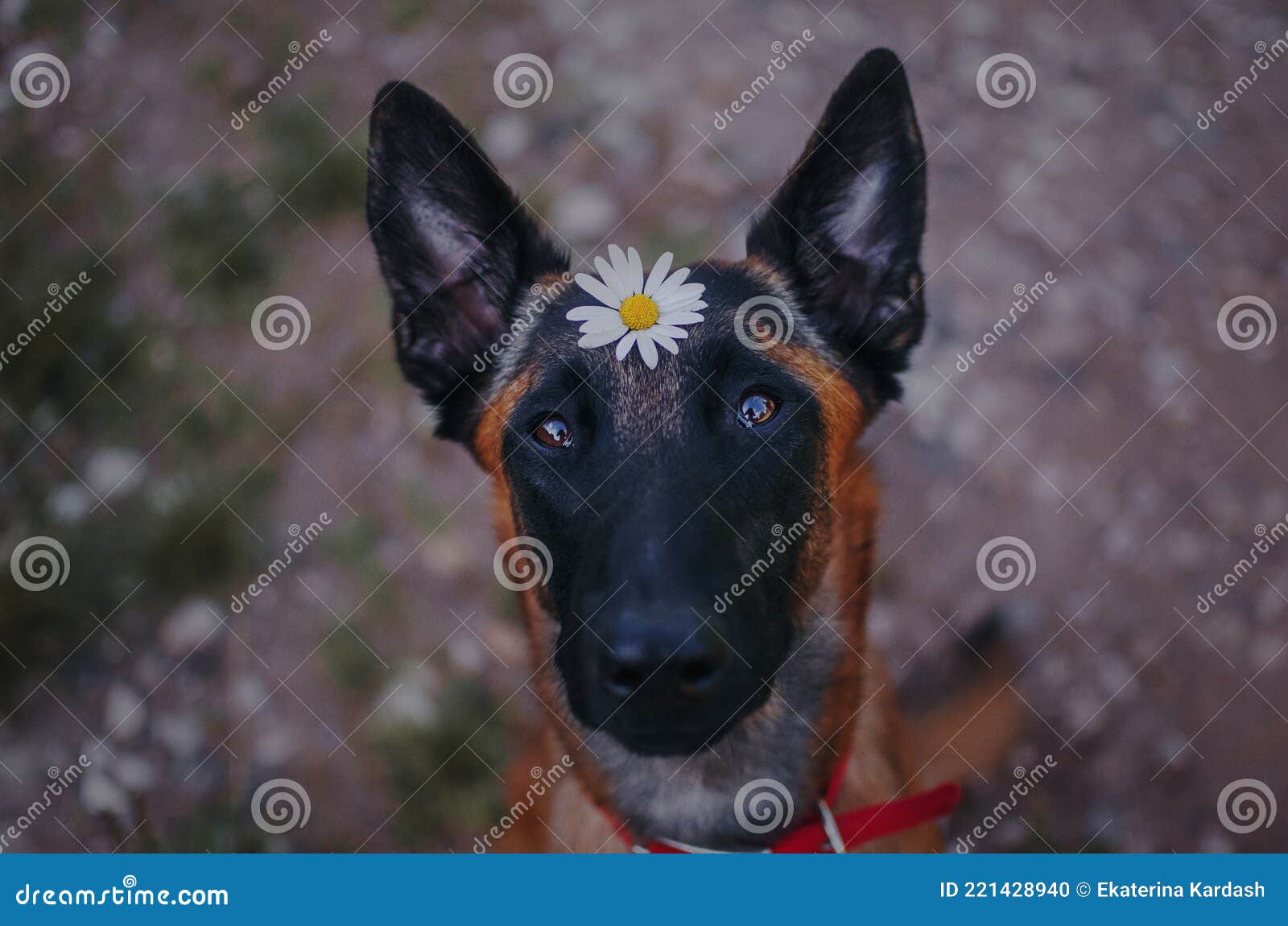 Malinois stock photo. Image of nose, terrier, retriever - 221428940