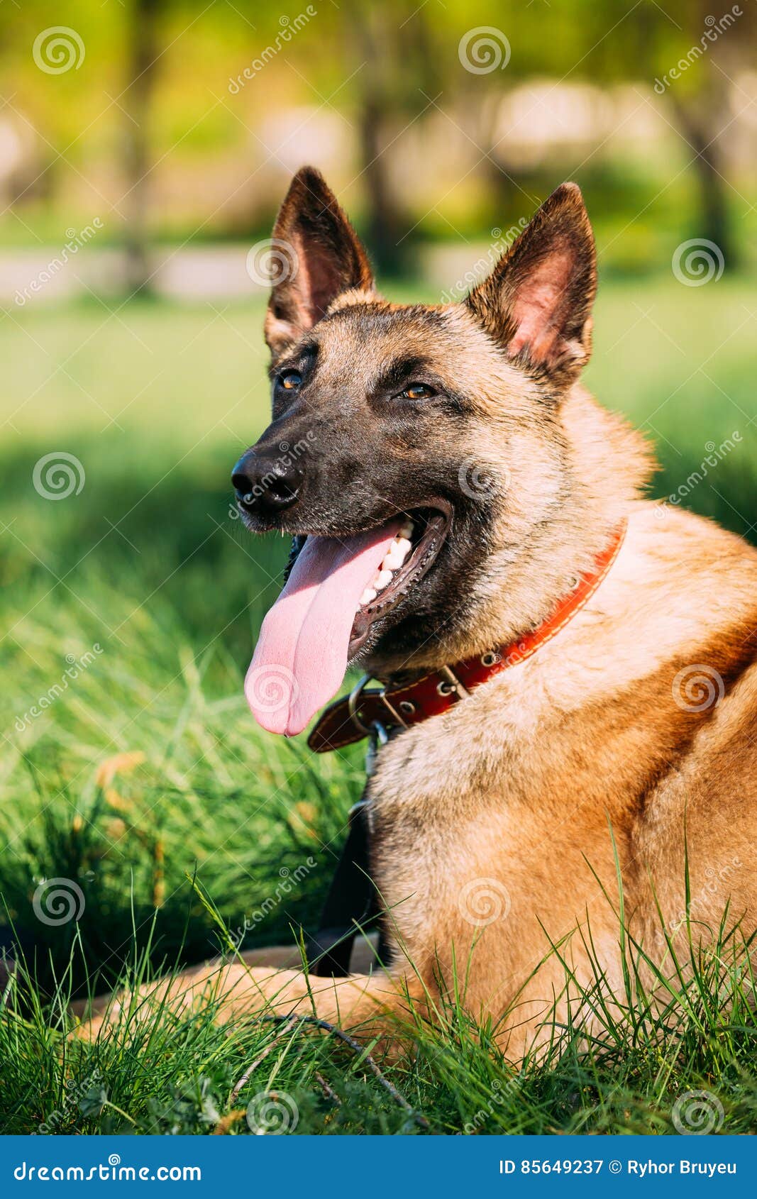 Malinois Hund Sit Outdoors in Green Grass Fotografering för Bildbyråer ...