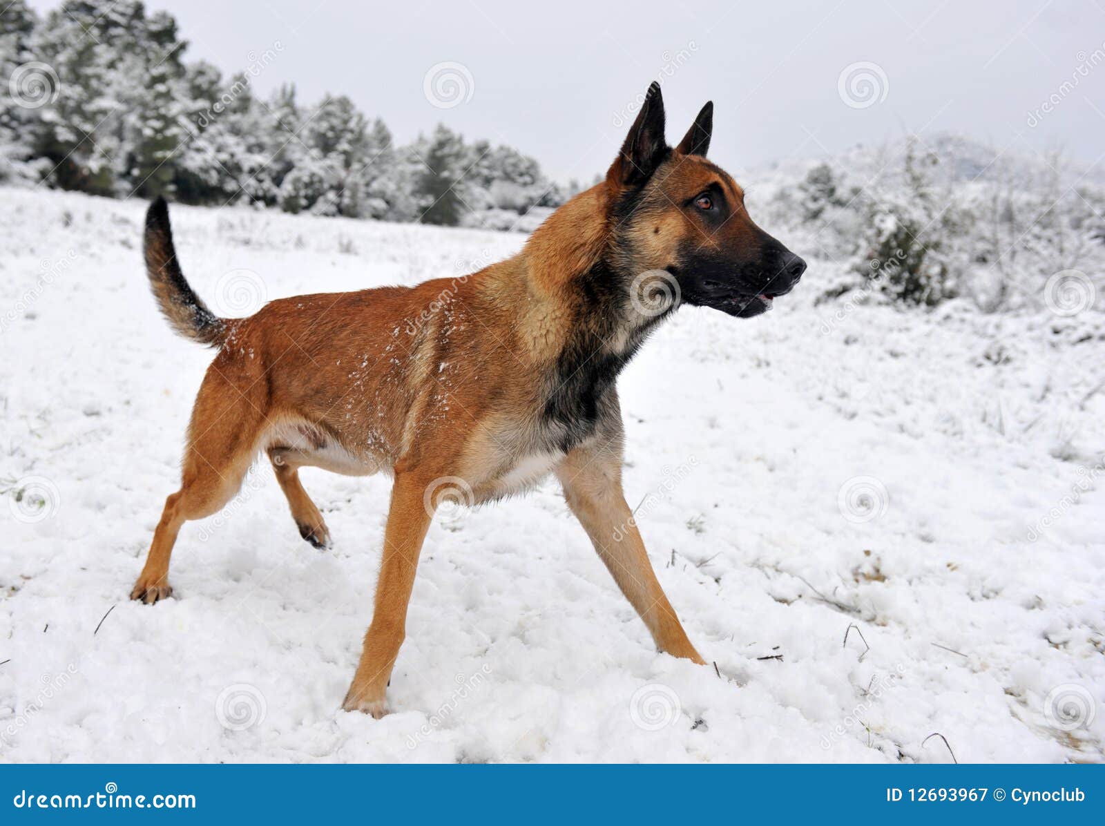 Malinois im Schnee stockbild. Bild von schnee, wachsamkeit - 12693967