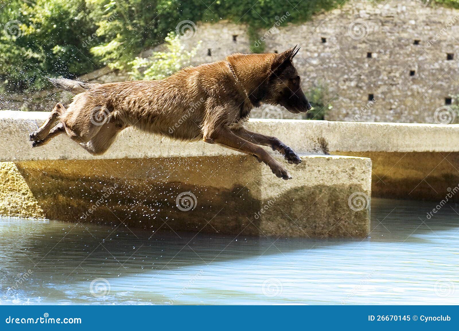 Malinois Jumping in the River Stock Image - Image of motion, beautiful ...