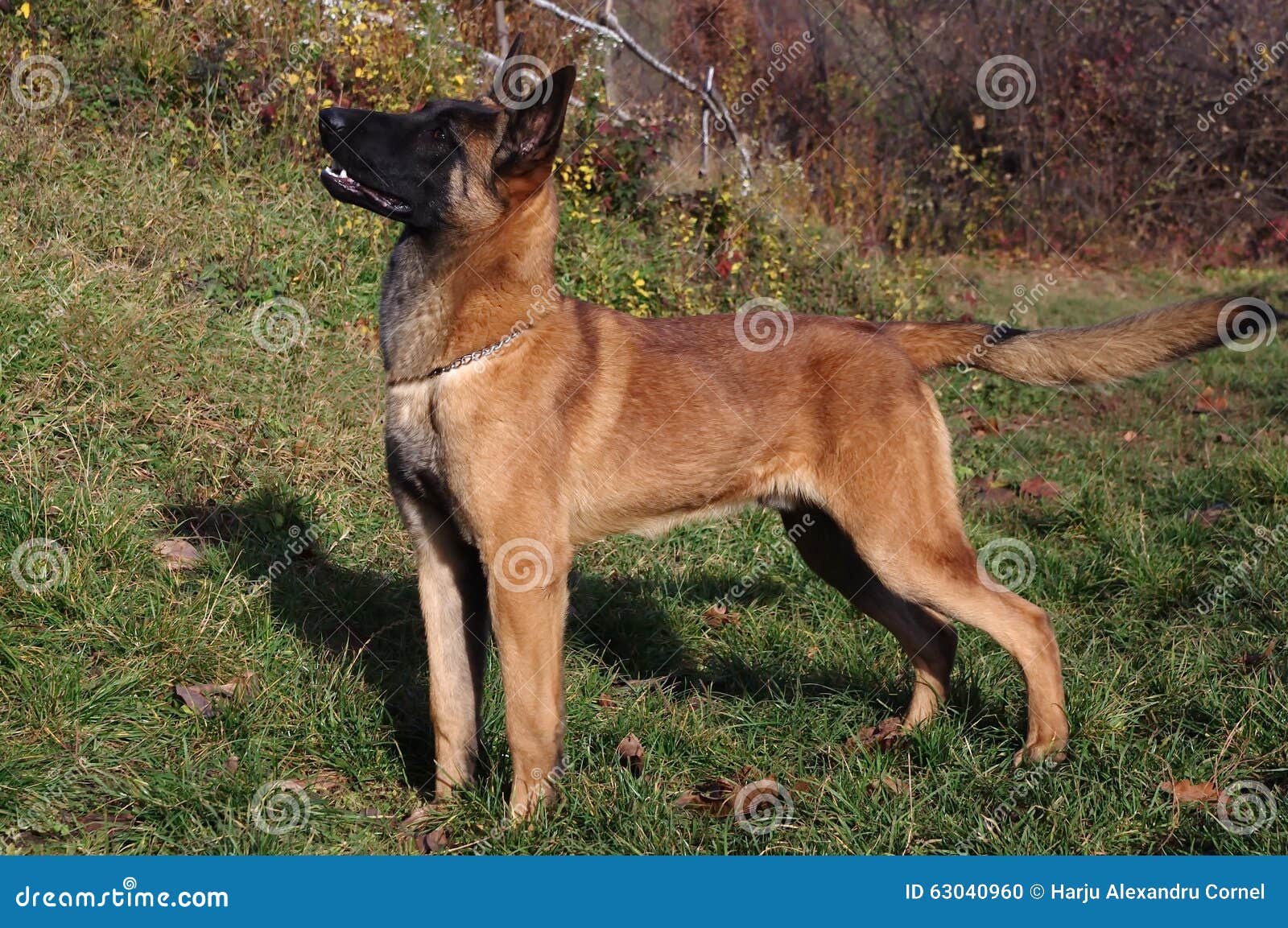 Malinois - Pastore Belga Dog Fotografia Stock - Immagine di nazionale ...