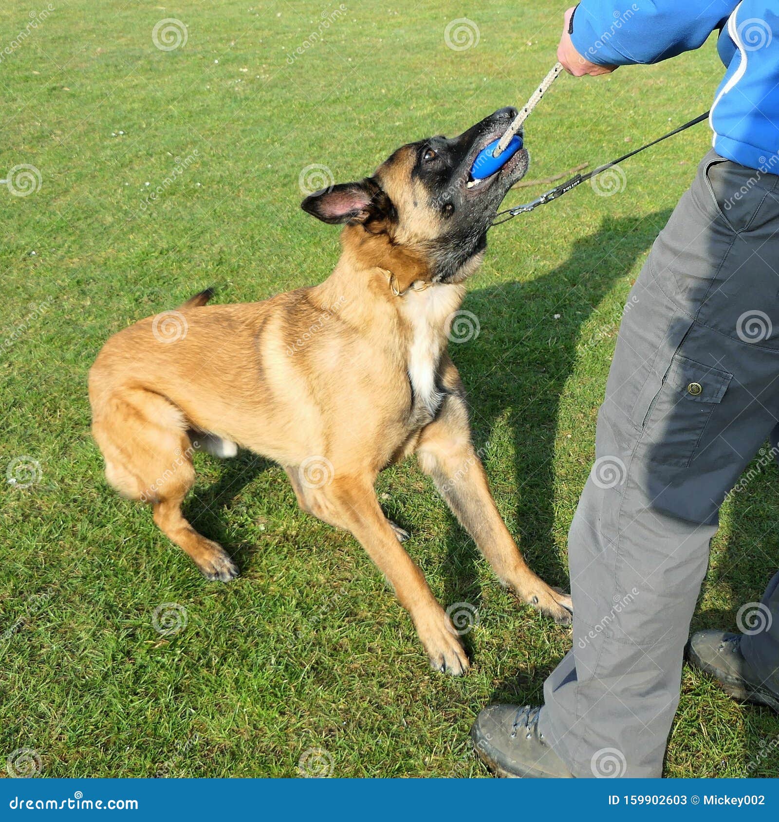 Malinois playing with ball stock image. Image of happy - 159902603