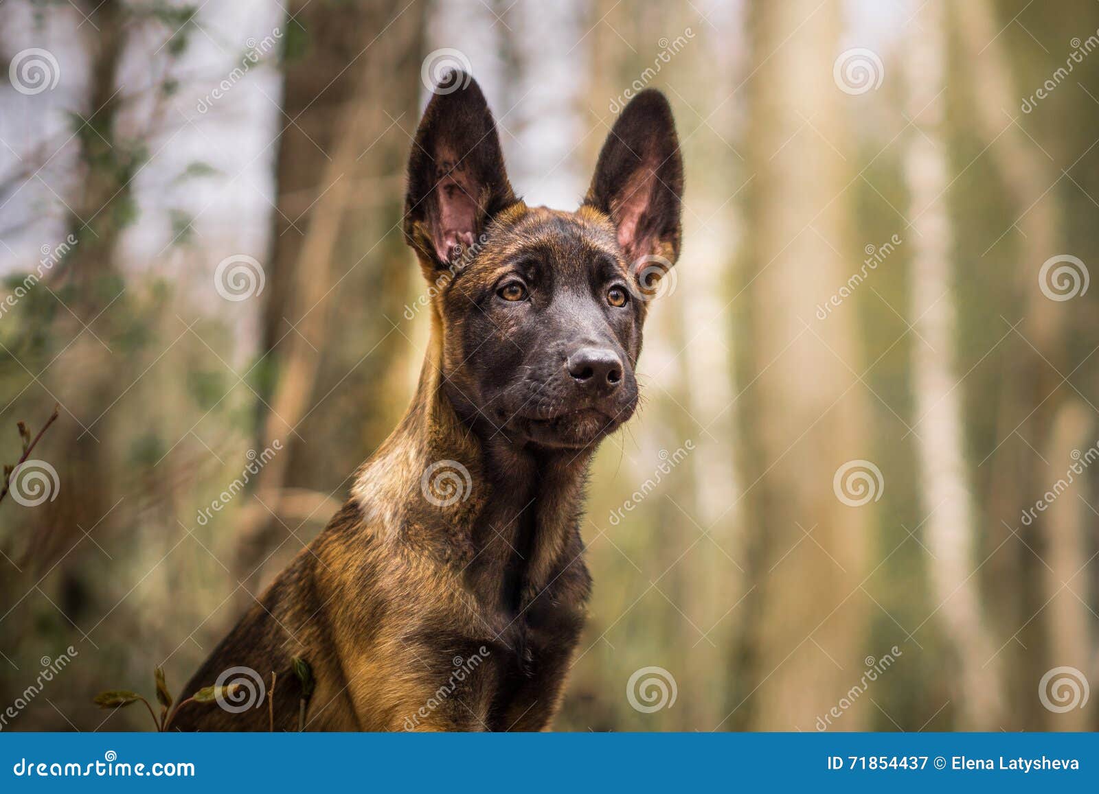 Malinois Puppy in Summer Sunny Park on the Walk Stock Image - Image of ...