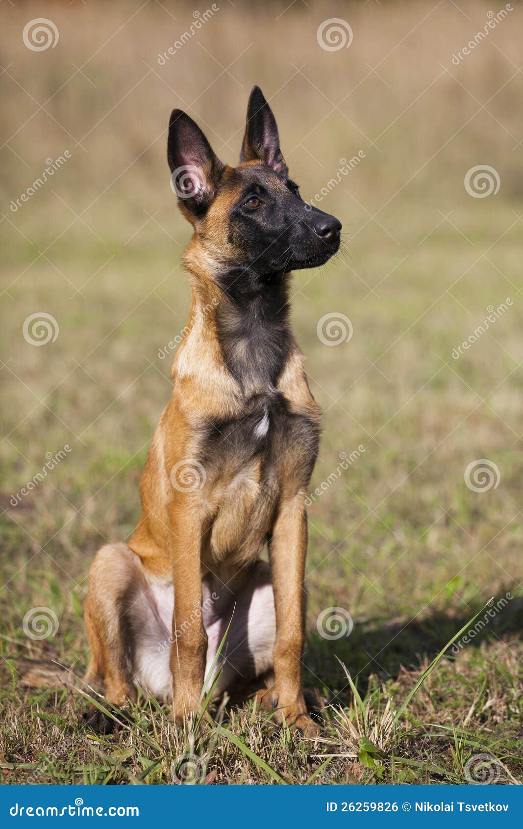 Malinois`s pyppy stock photo. Image of pets, breed, outside - 26259826