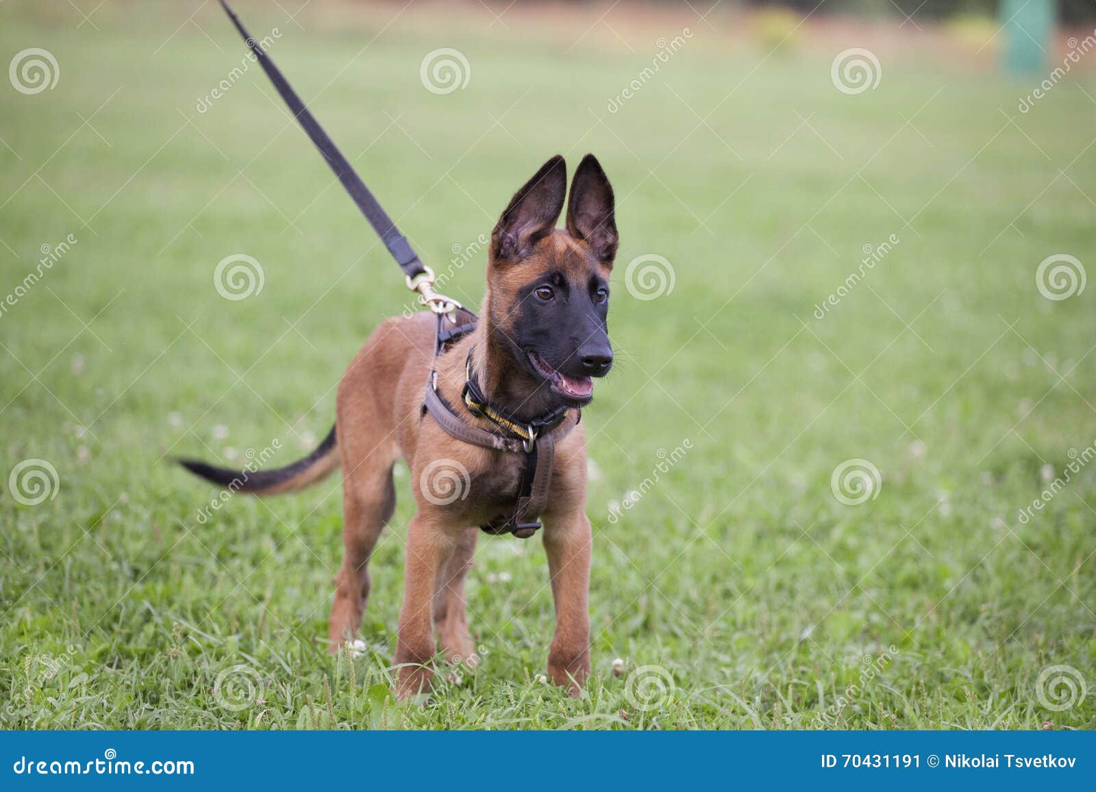 Malinois`s pyppy stock image. Image of puppy, pedigree - 70431191