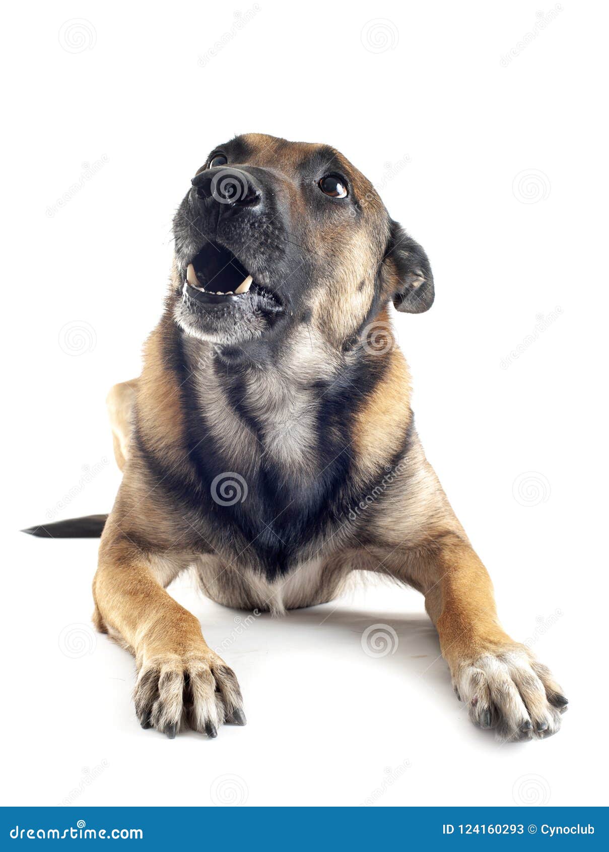 Malinois in studio stock image. Image of shepherd, teeth - 124160293