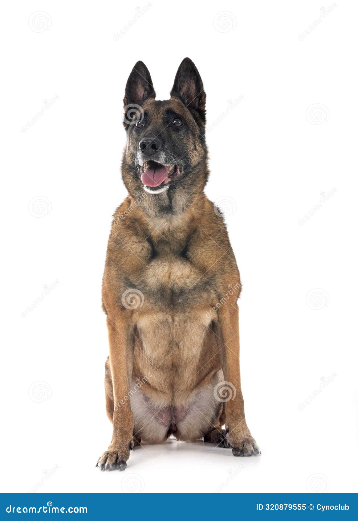 Malinois in studio stock image. Image of sheepdog, senior - 320879555
