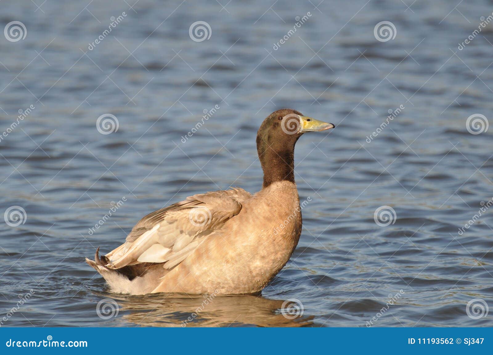 Mallard stock photo. Image of outside, platyrhynchos - 11193562