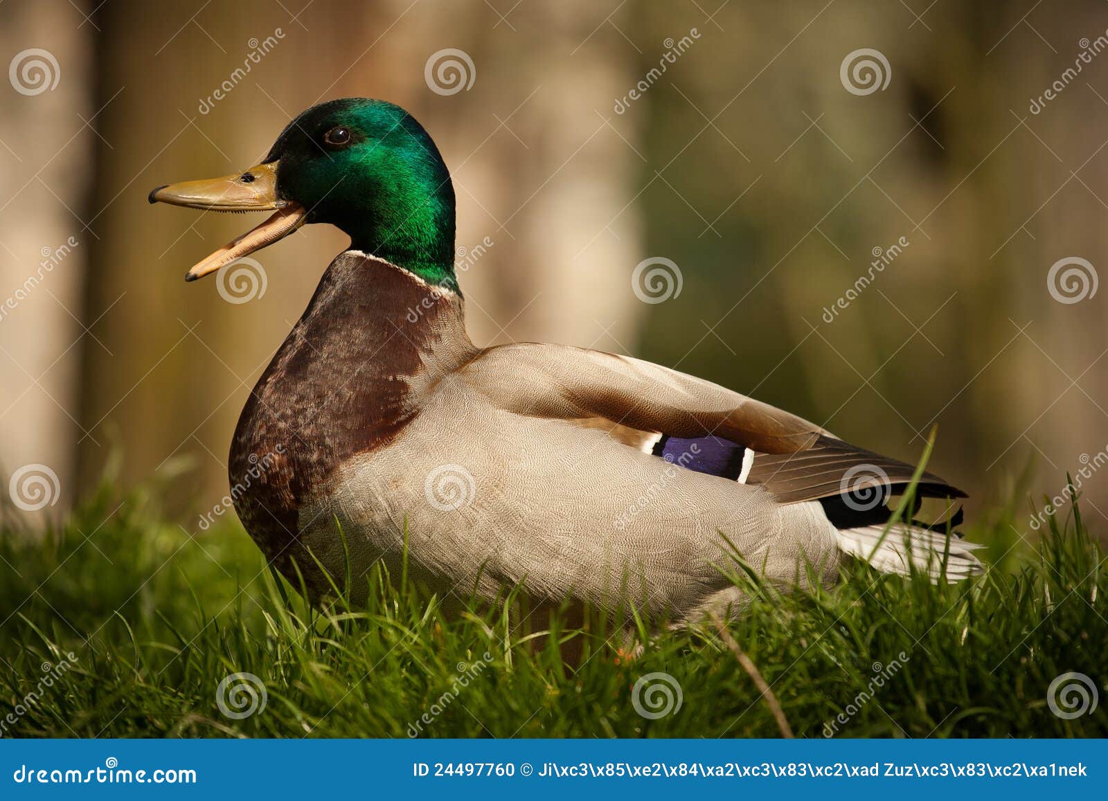 Mallard stock photo. Image of outside, nature, feather - 24497760
