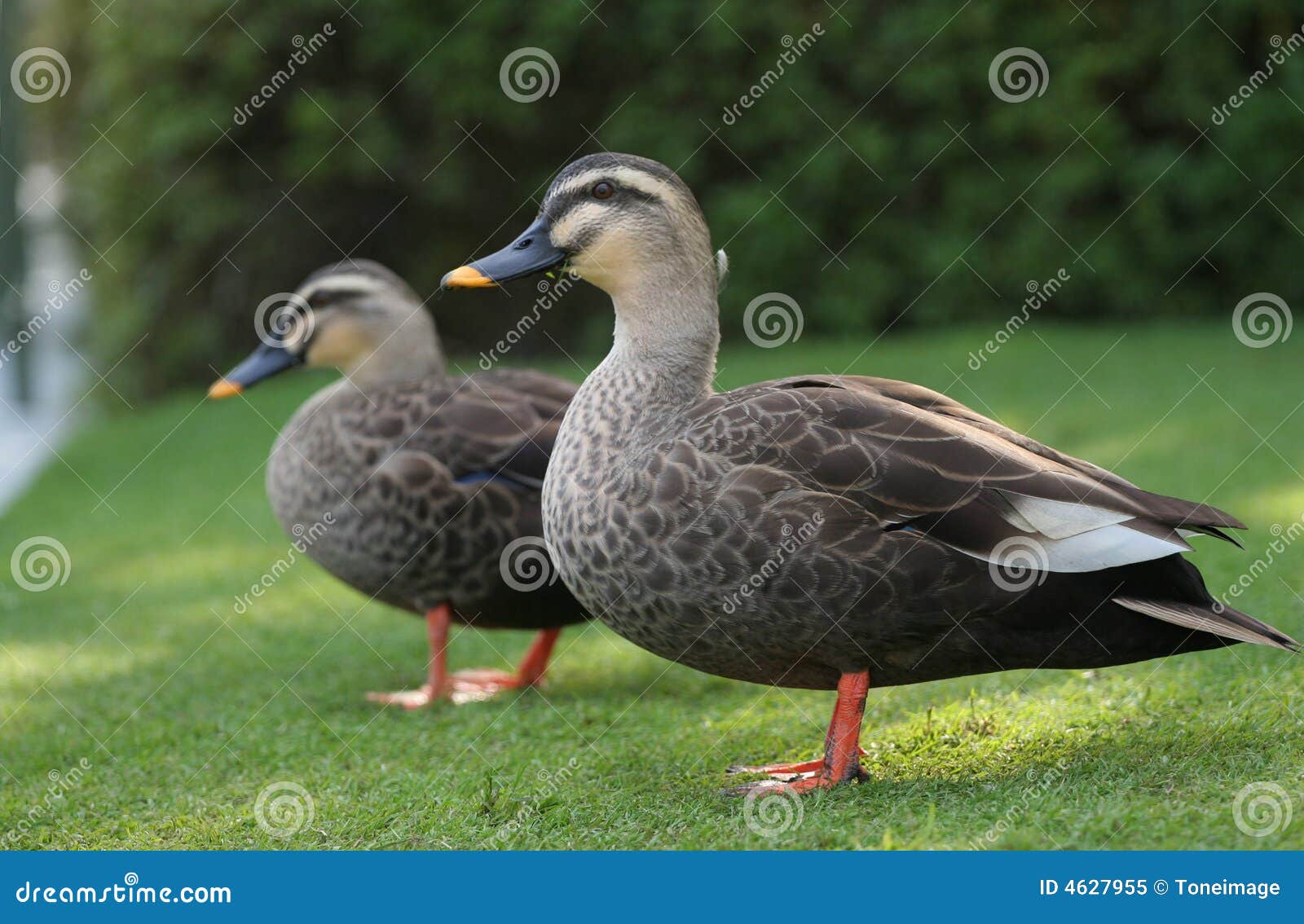 Mallard stock image. Image of mallard, birds, chinese - 4627955