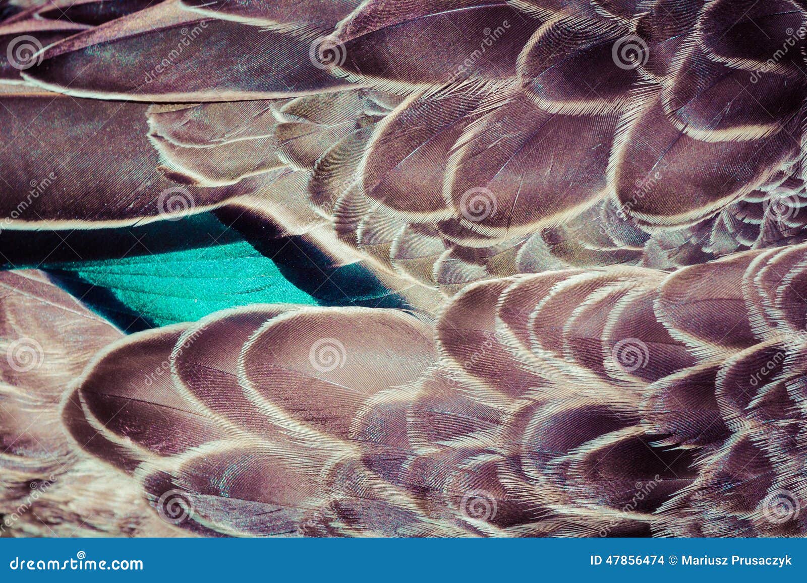 Mallard (Anas Platyrhynchos) Duck Feathers Background Texture Stock ...