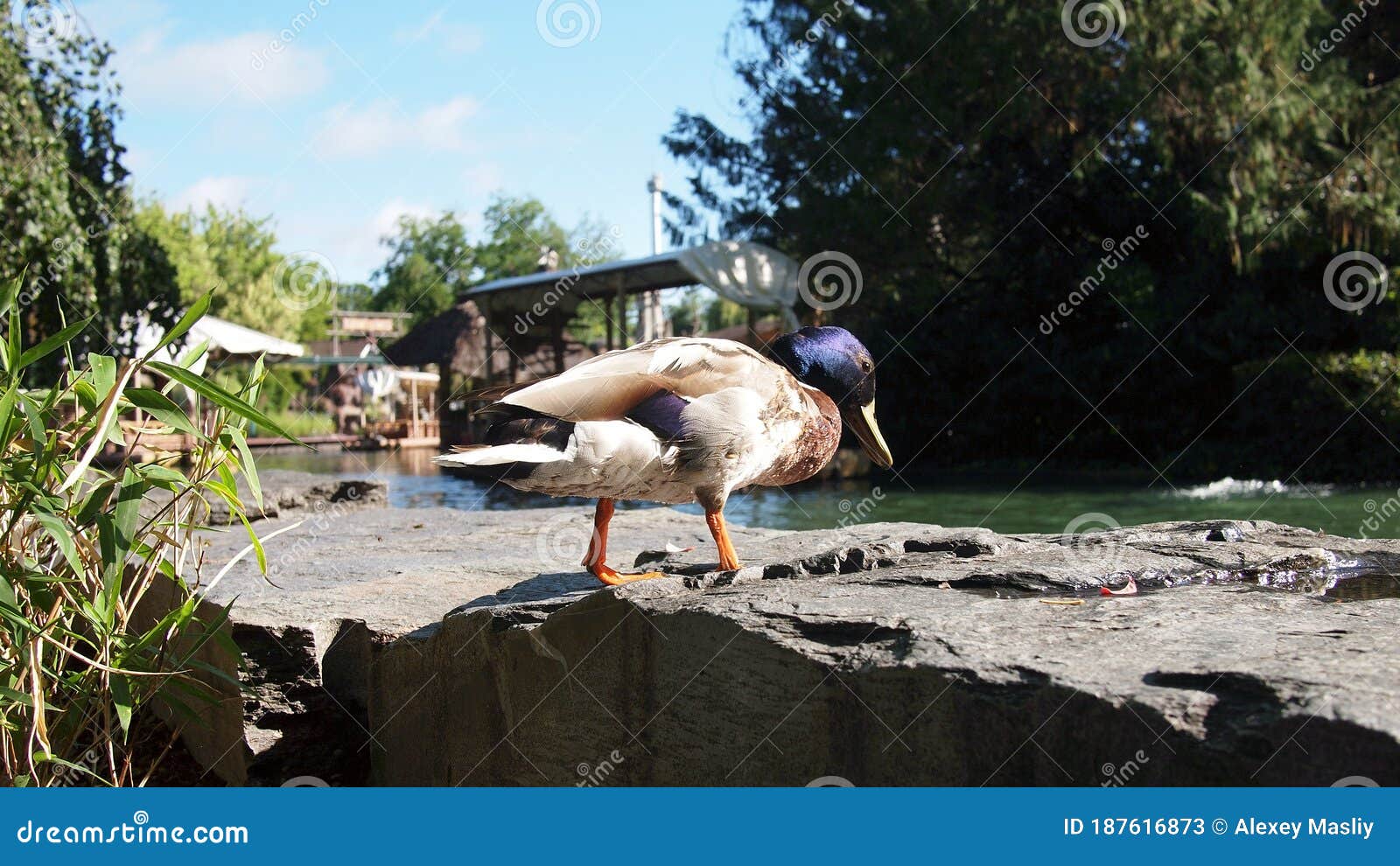 The Mallard Anas Platyrhynchos, Male Bird Drake, Germany. Stock Image ... The Mallard Anas Platyrhynchos, Male Bird Drake, Germany. Stock Image ...