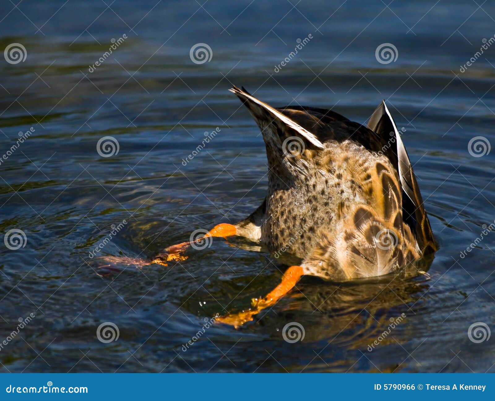 Mallard Bottom stock photo. Image of domestic, fowl, duck - 5790966