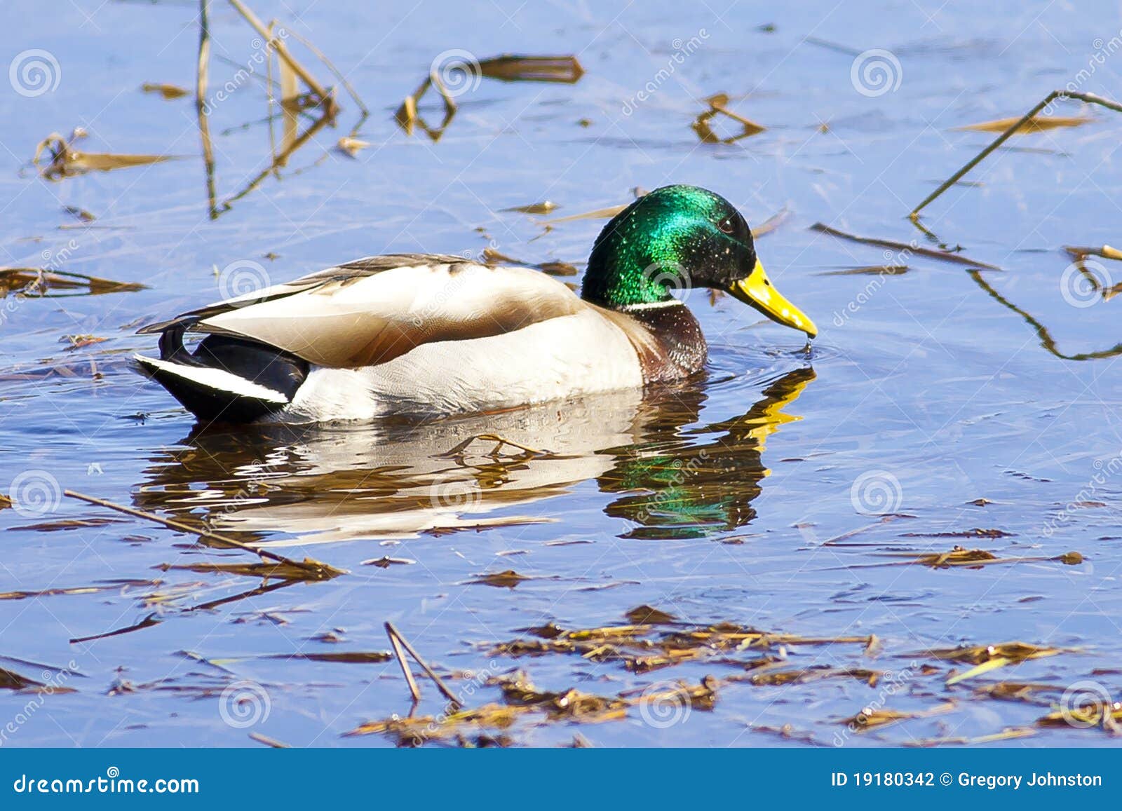 Mallard in calm water. stock photo. Image of wild, fowl - 19180342
