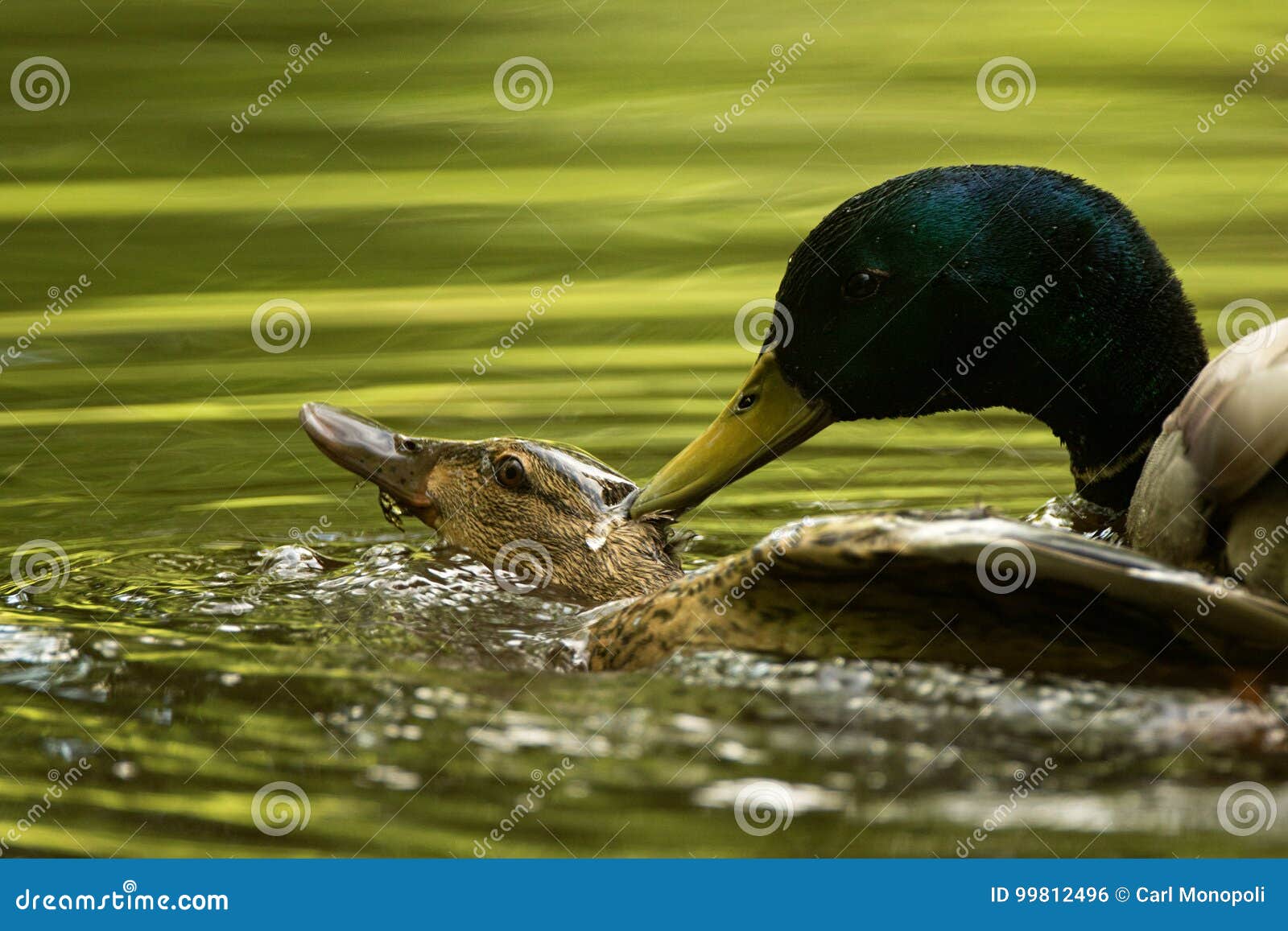 Mallard Coupling stock photo. Image of pond, nature, duck - 99812496