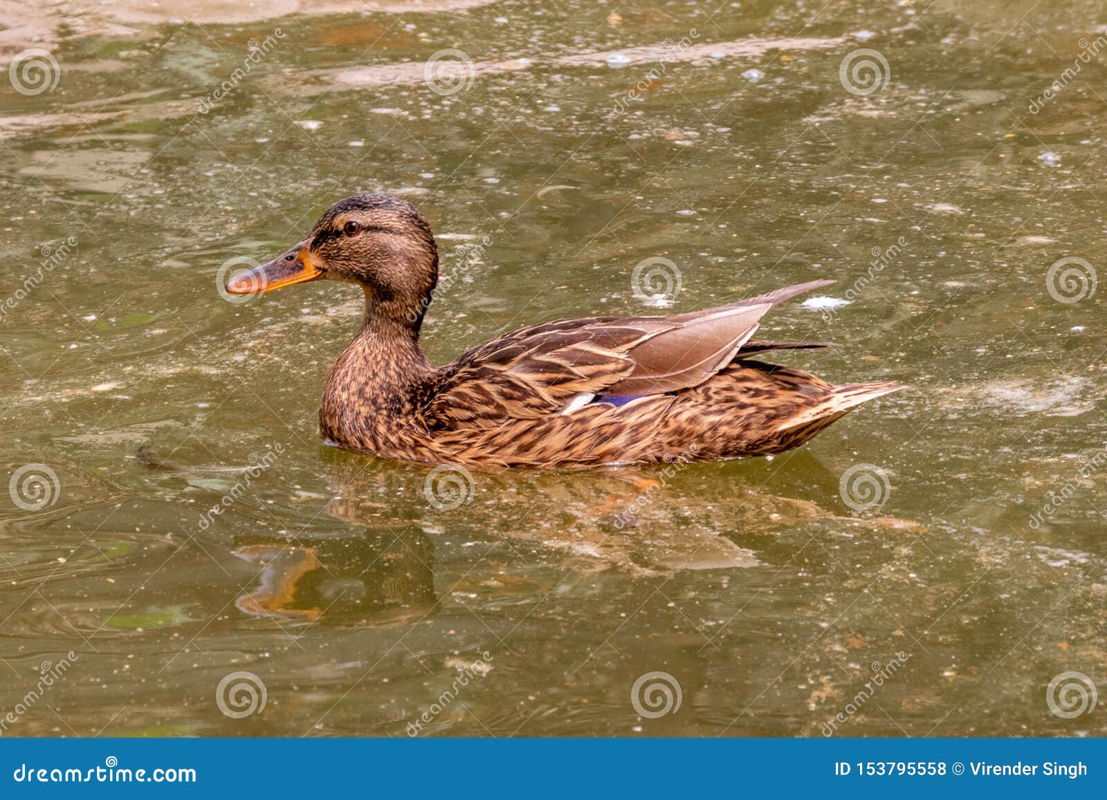 Mallard Dabbling Duck Swimming in Lake Stock Photo - Image of baby ...