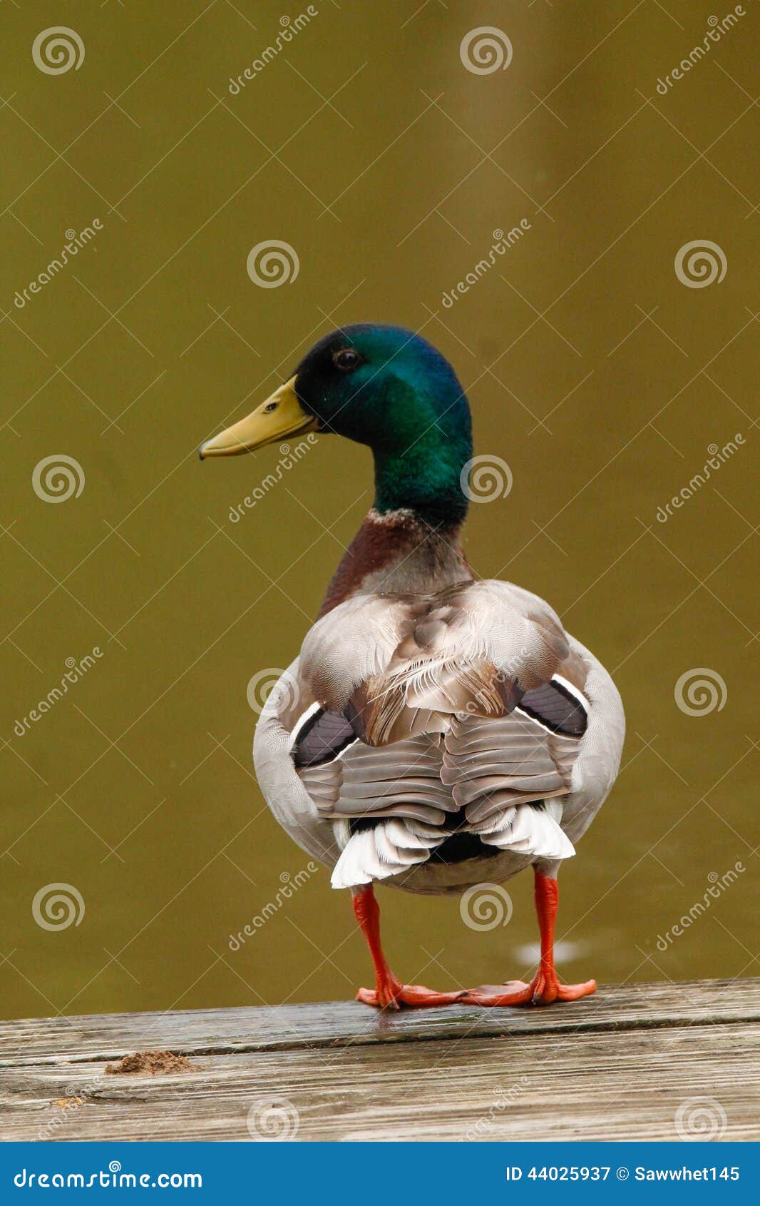 Mallard on Dock stock image. Image of view, colorful - 44025937