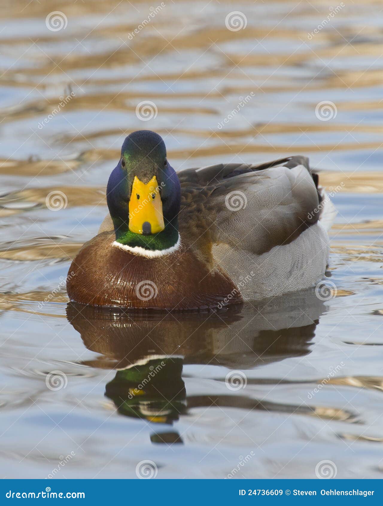 Mallard Drake stock image. Image of mallards, wetland - 24736609