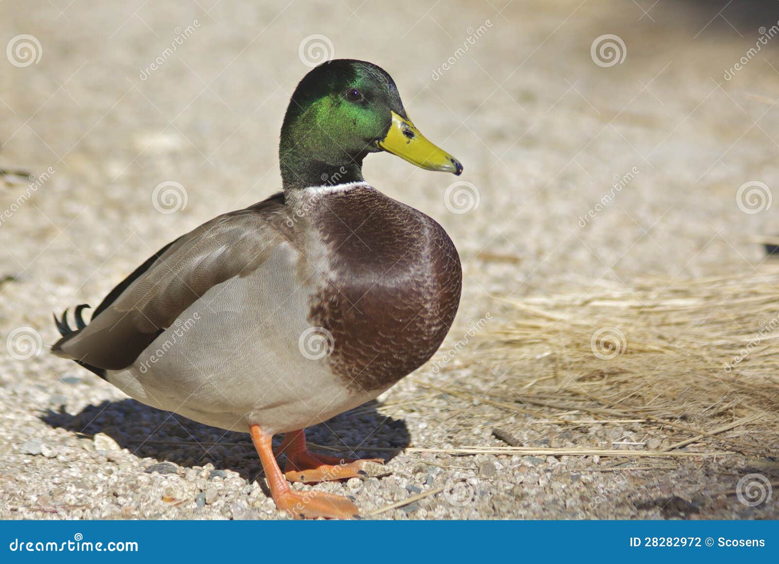 Mallard Drake photo stock. Image du masculin, animal - 28282972