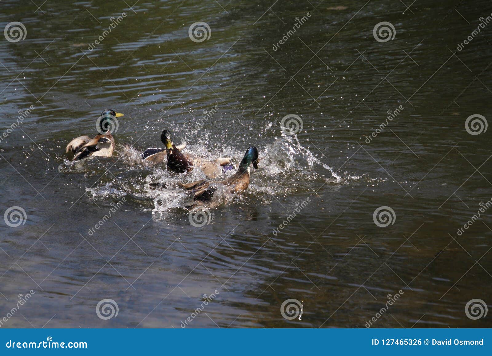 A Mallard Drake Chasing Another Stock Photo - Image of water, mallard ...