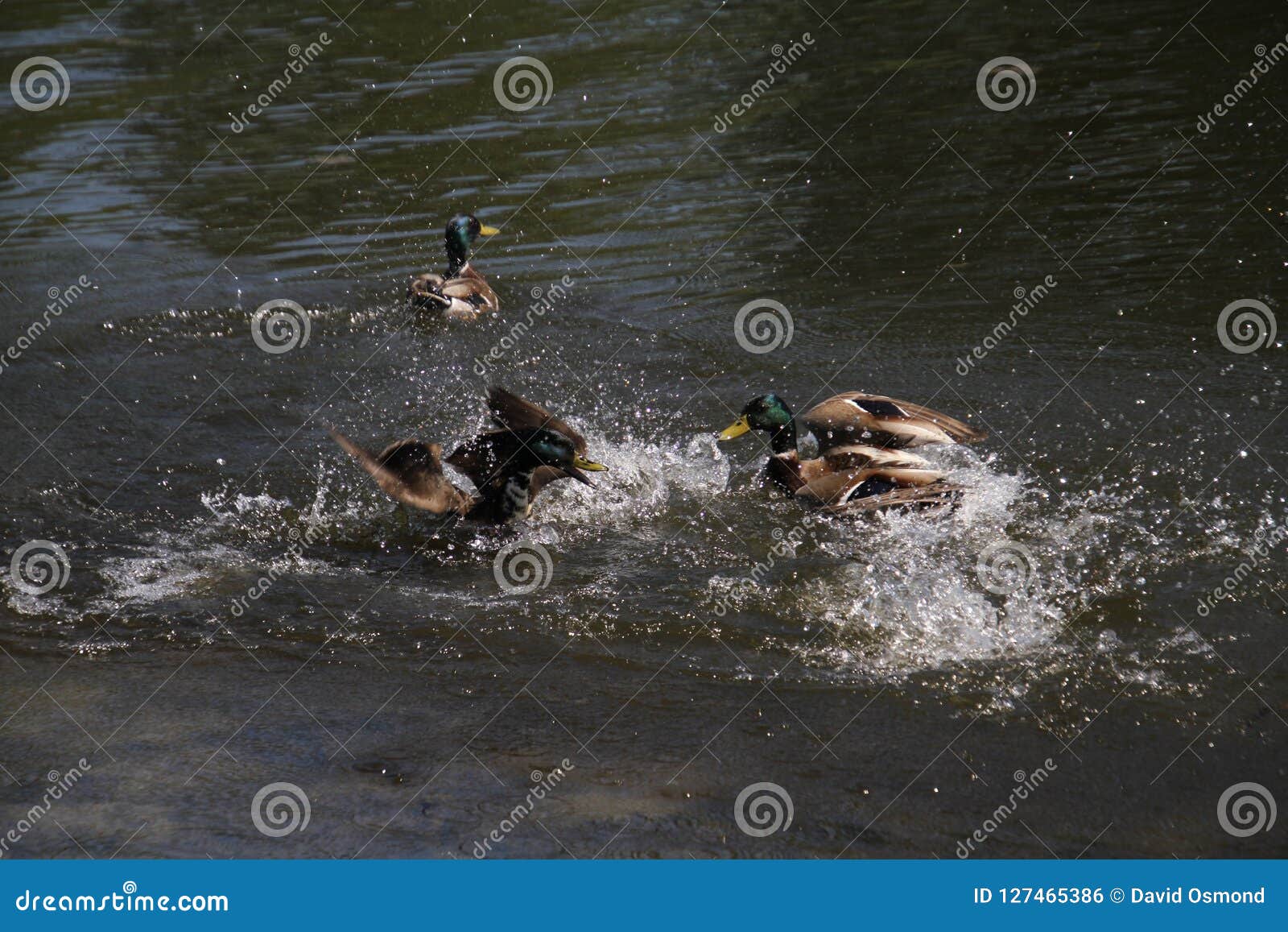 A Mallard Drake Chasing Another Stock Photo - Image of drakes, ducks ...