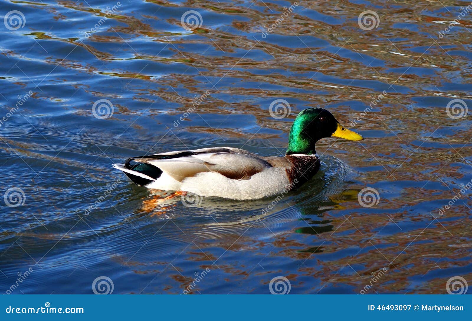 Mallard Drake stock image. Image of west, nature, wild - 46493097