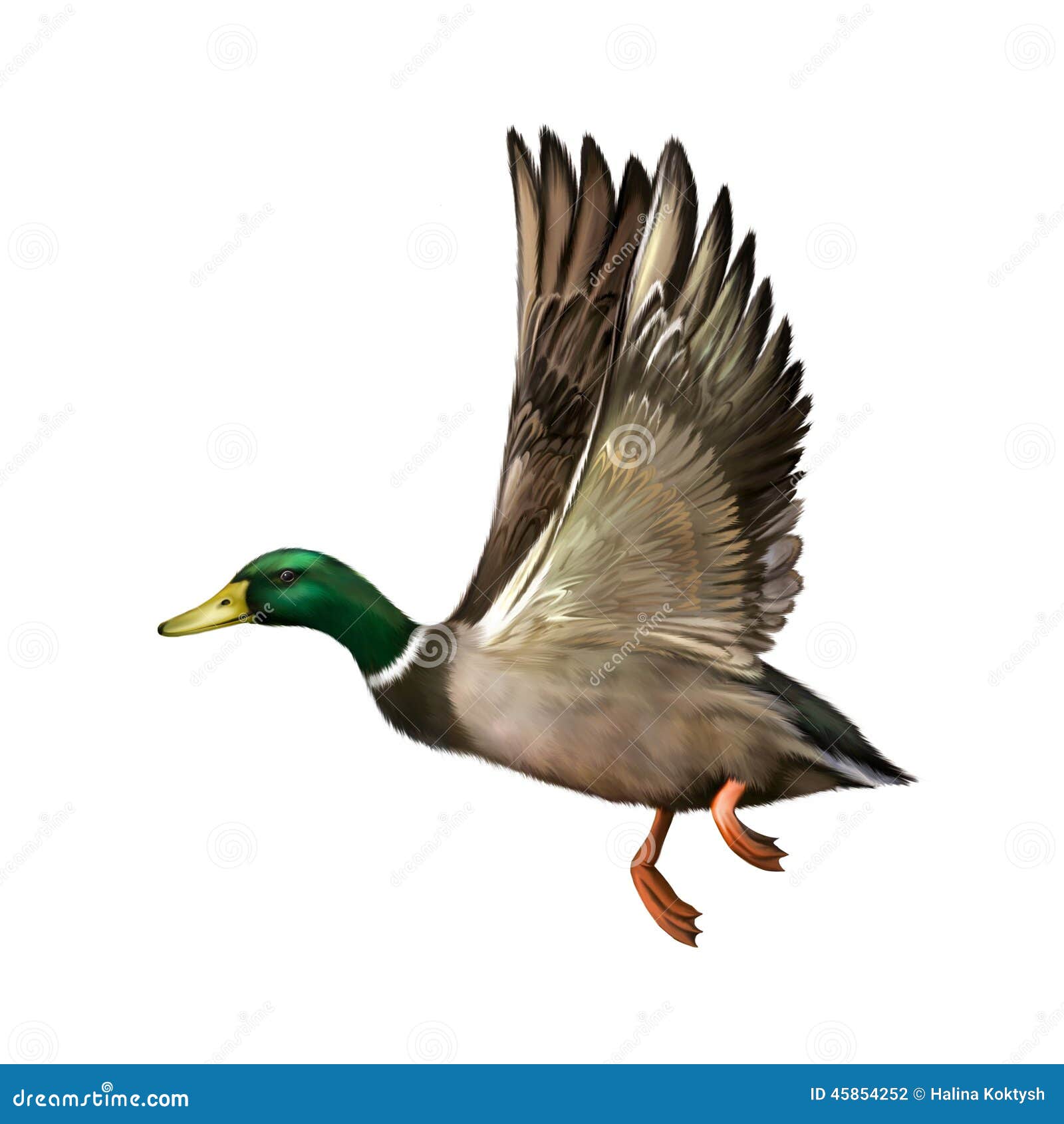 Drake Vector Illustration | CartoonDealer.com #8066754