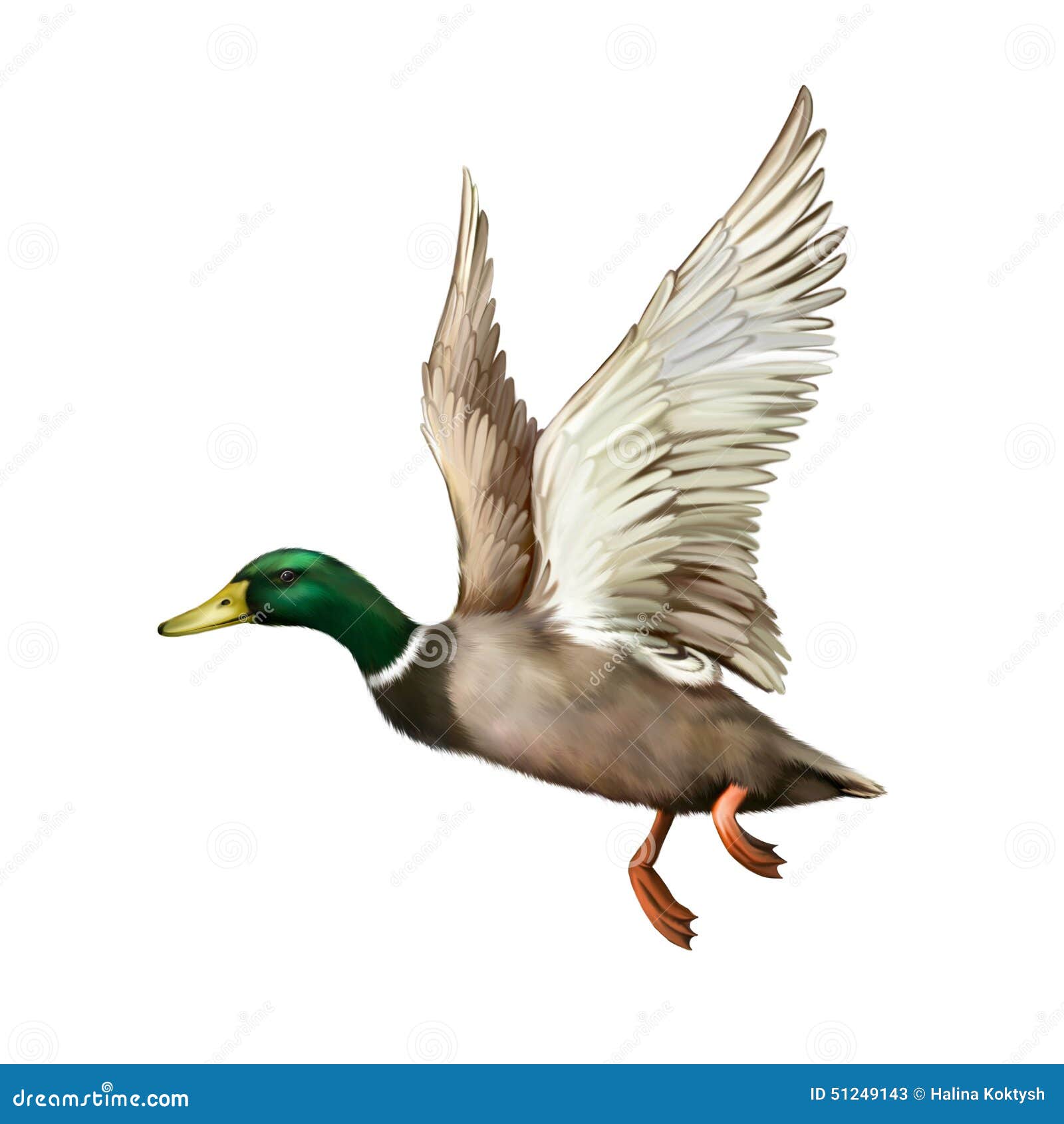 Mallard Drake in Flight stock illustration. Illustration of flapping ...