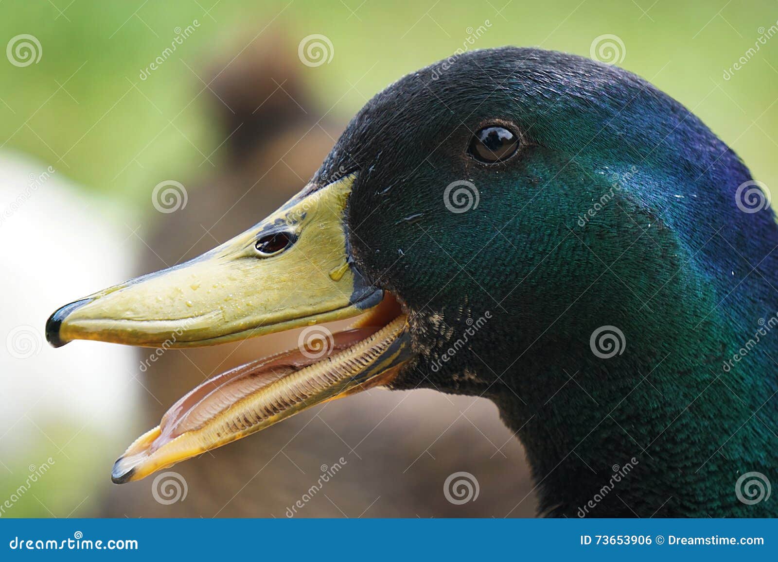 Mallard Drake stock photo. Image of open, bank, pond - 73653906