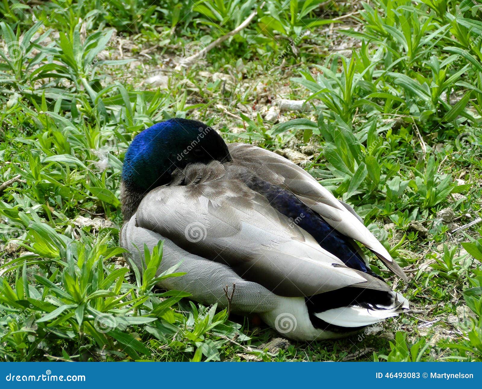 Mallard Drake Sleeping stock image. Image of america - 46493083