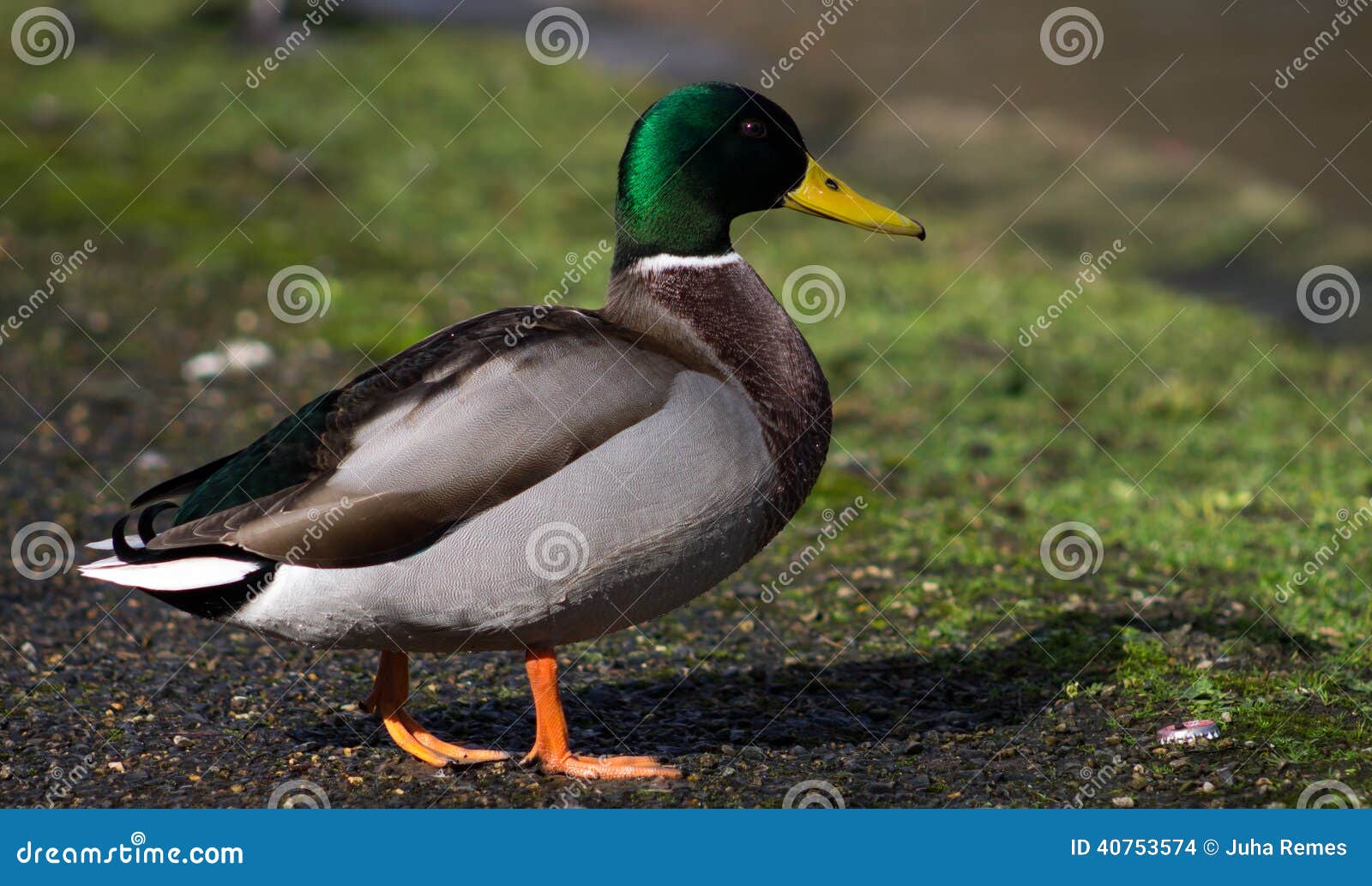 Mallard Drake stock photo. Image of animal, environment - 40753574