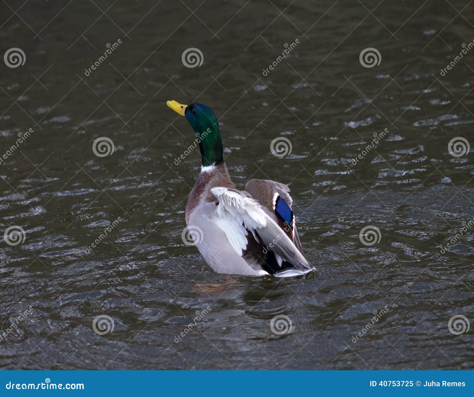 Mallard Drake stock image. Image of reserve, wetland - 40753725