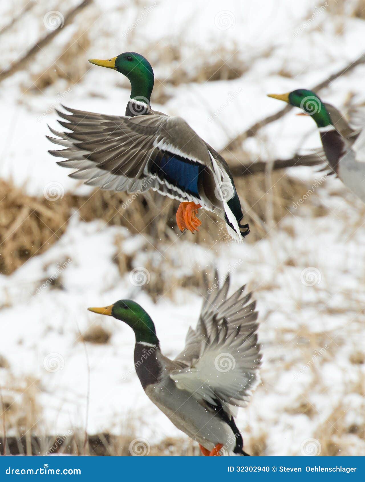 Mallard Drakes stock photo. Image of drake, waterfowl - 32302940