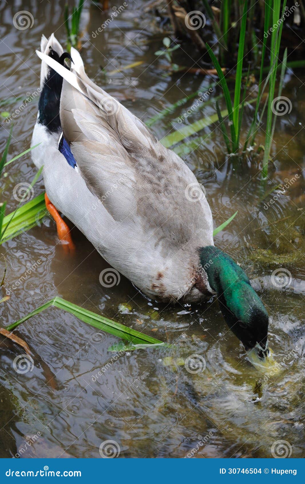 Mallard stock photo. Image of feathered, feather, domestic - 30746504