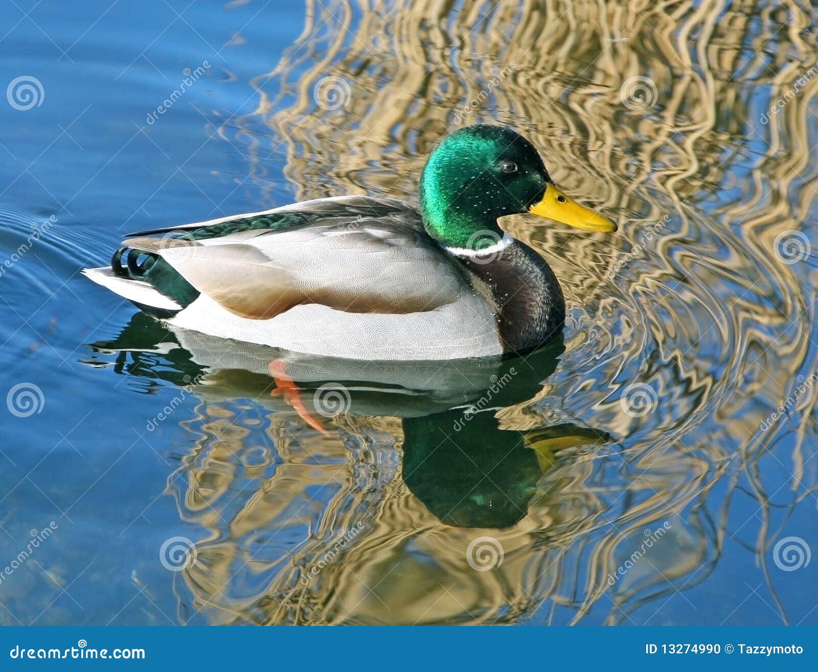 Mallard duck stock photo. Image of mallard, duck, male - 13274990