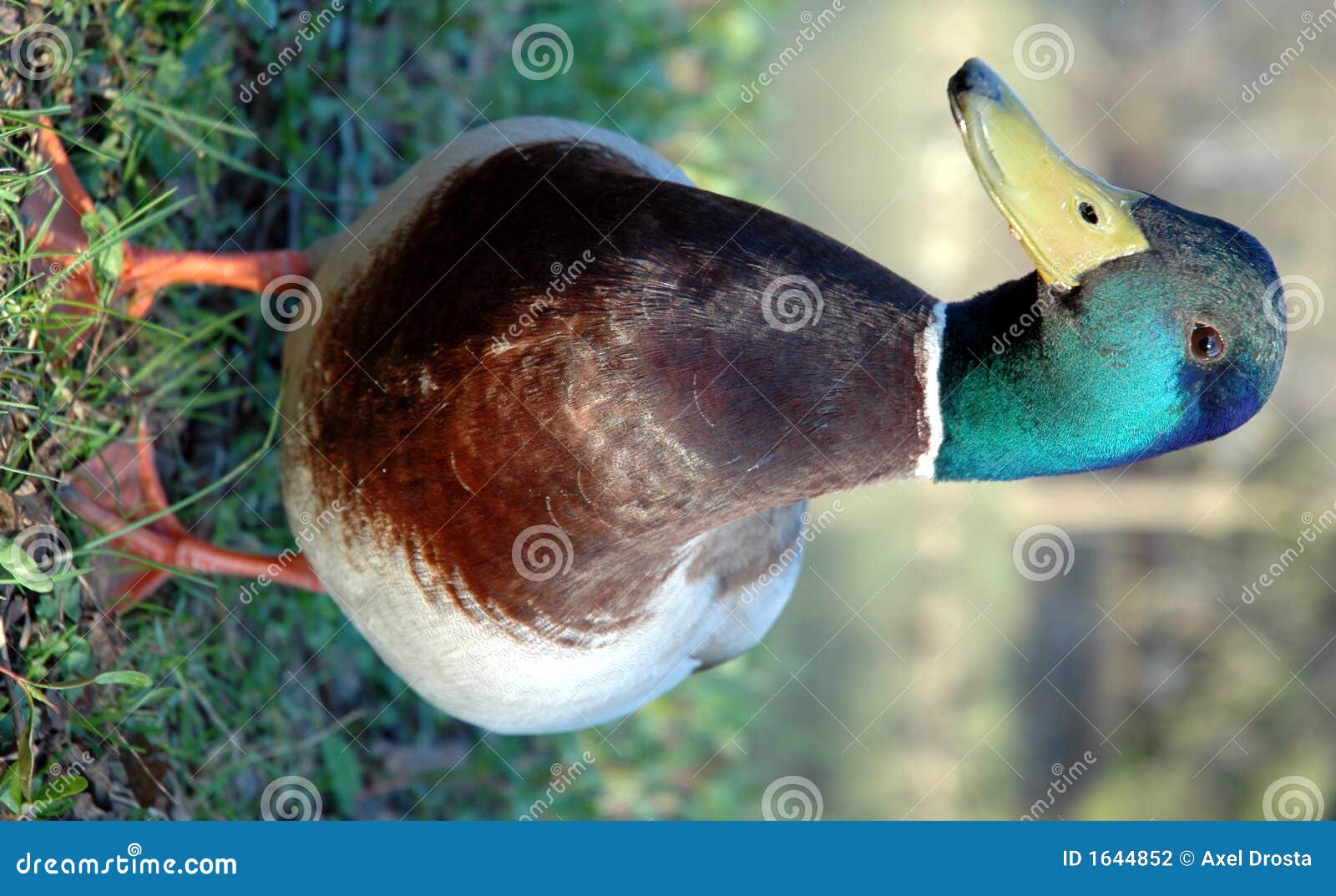 Mallard Duck stock photo. Image of walk, migratory, migrate - 1644852