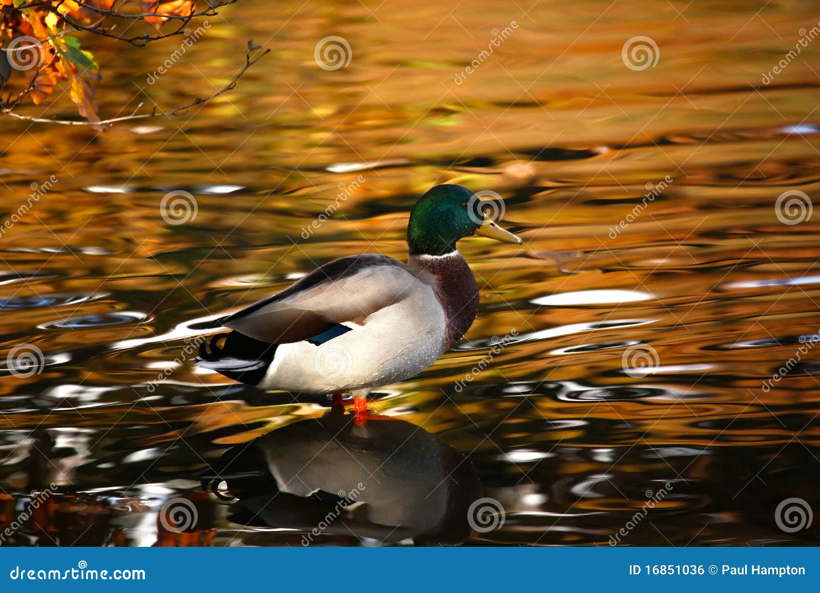 Mallard Duck stock photo. Image of mallard, duck, pond - 16851036