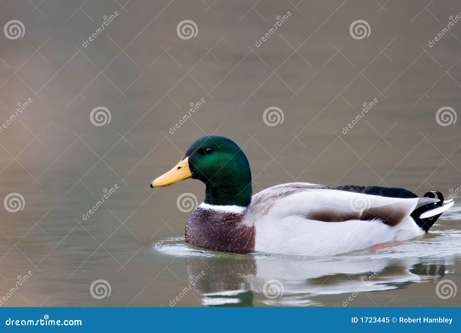 Mallard Duck stock image. Image of green, ripple, colors - 1723445