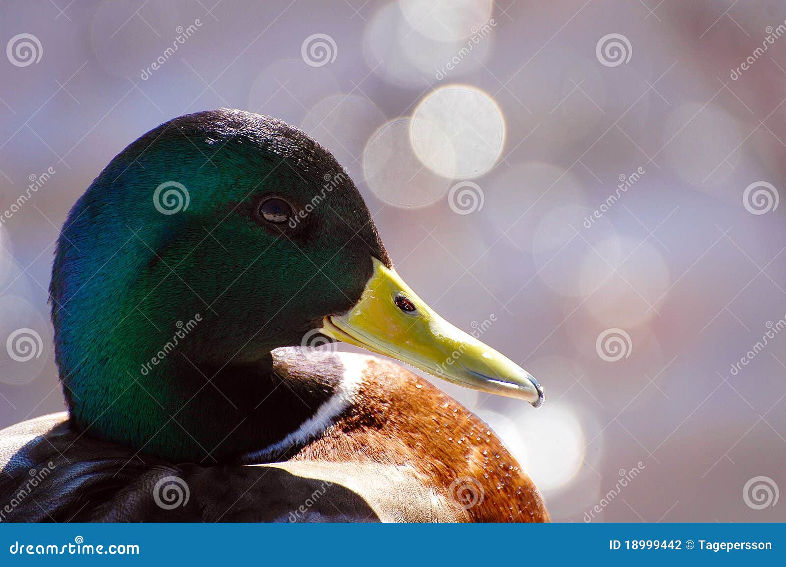 Mallard duck stock photo. Image of bird, duck, mallard - 18999442